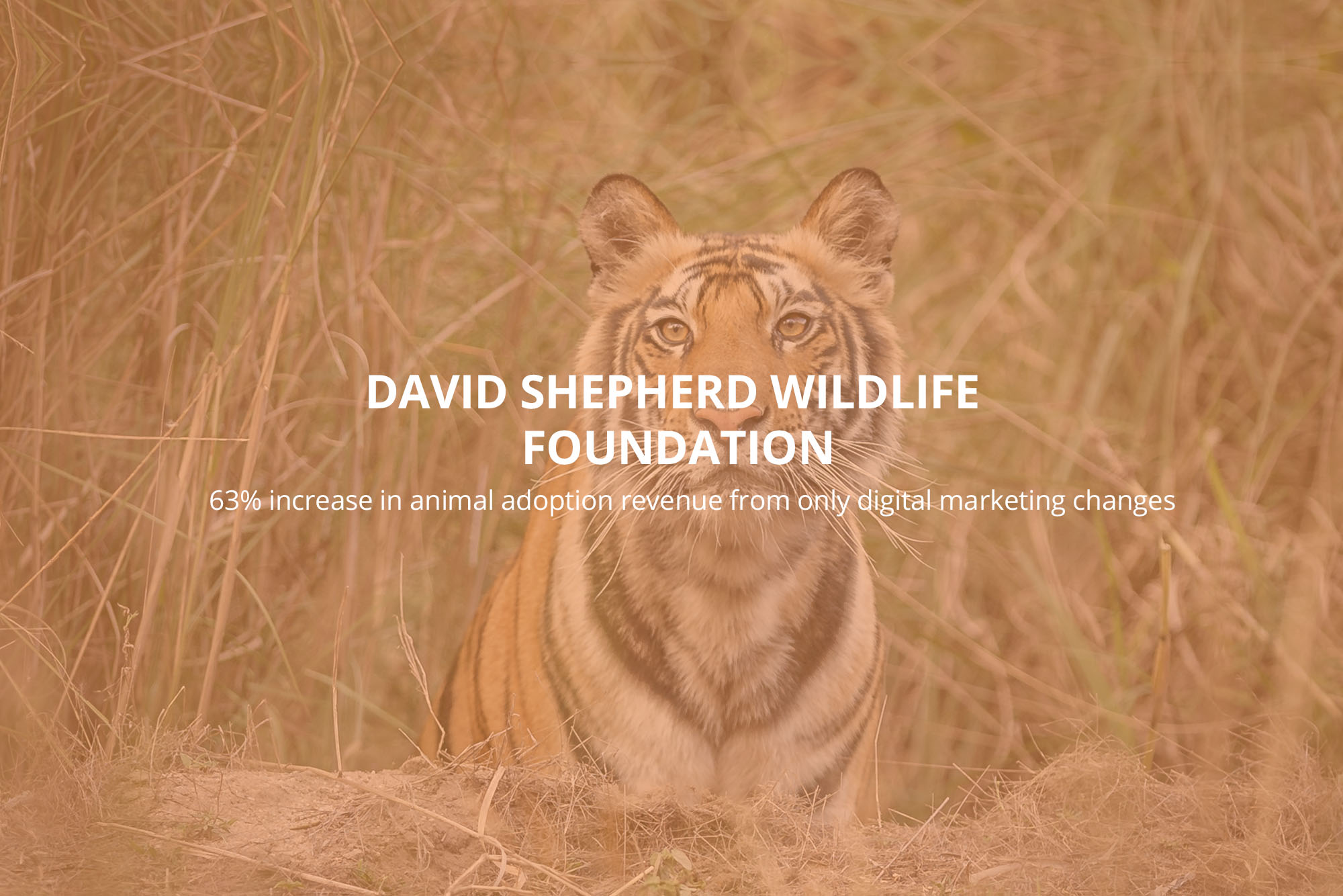 Digital Marketing for the David Shepherd Wildlife Foundation